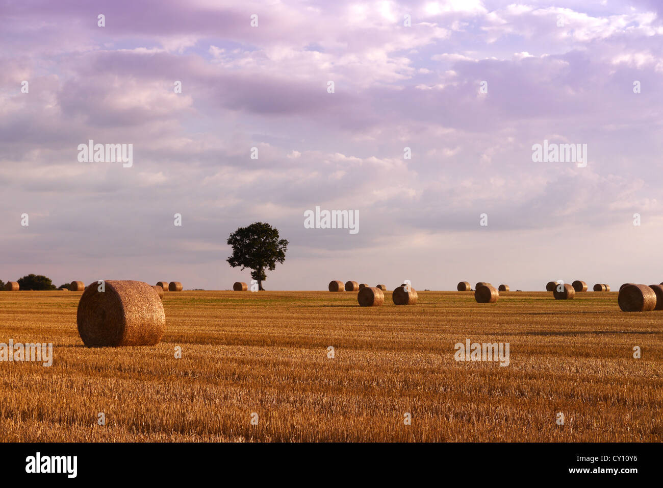 field of hay bales Stock Photo - Alamy
