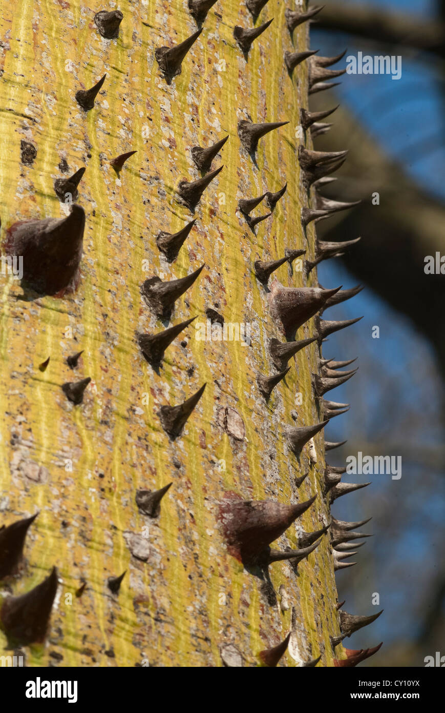 Detail of the trunk of Ceiba speciosa, garden of Turia, Valencia, Spain ...