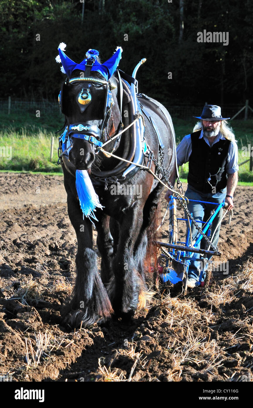 Dales Shire cross, Heavy Horse 'Ben " in the Heavy Horses Ploughing ...