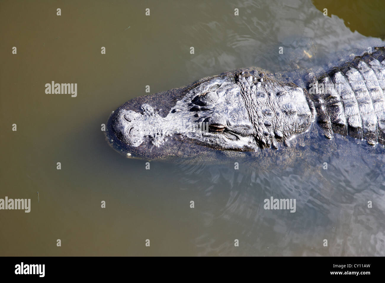 head of large american alligator swimming floating near water surface ...