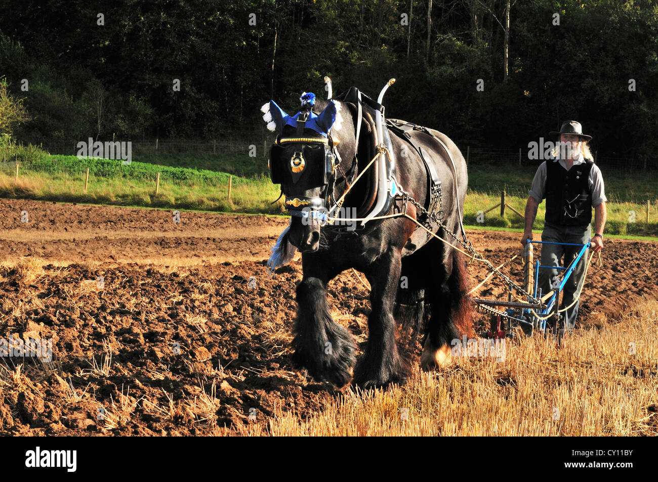 Heavy horse ben geoff amors black dales shire cross hi-res stock ...