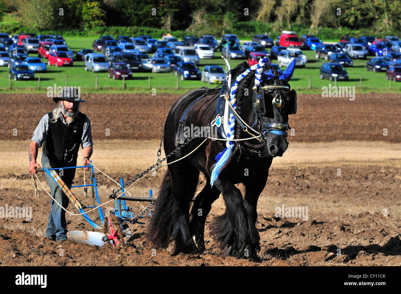 Dales Shire cross, Heavy Horse 'Ben " in the Heavy Horses Ploughing ...