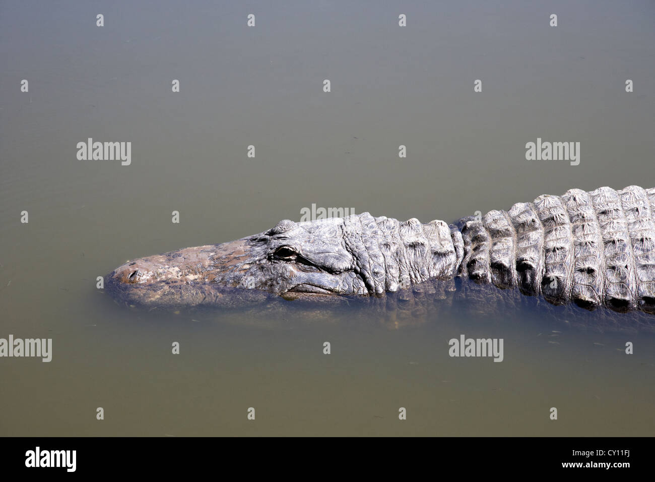 head and body large american alligator floating near water surface ...