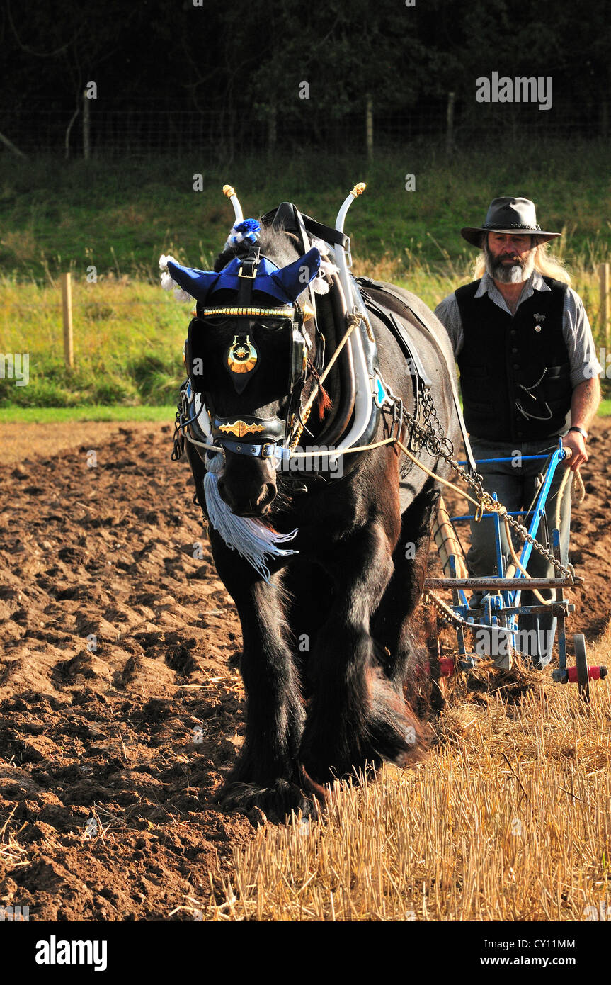 Dales Shire cross, Heavy Horse 'Ben " in the Heavy Horses Ploughing ...