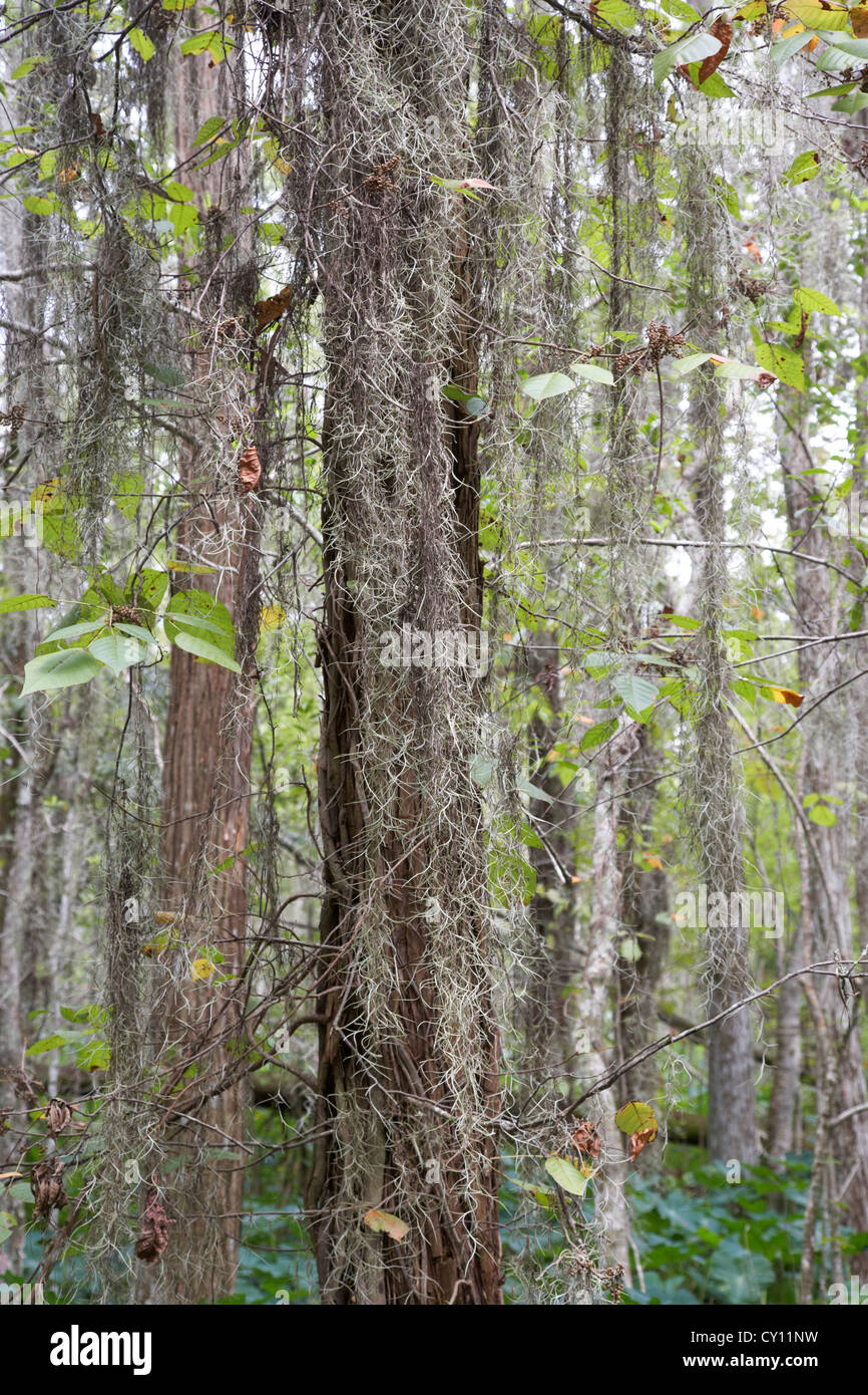 spanish moss tillandsia usneoides hanging in cypress tree swamp orlando ...