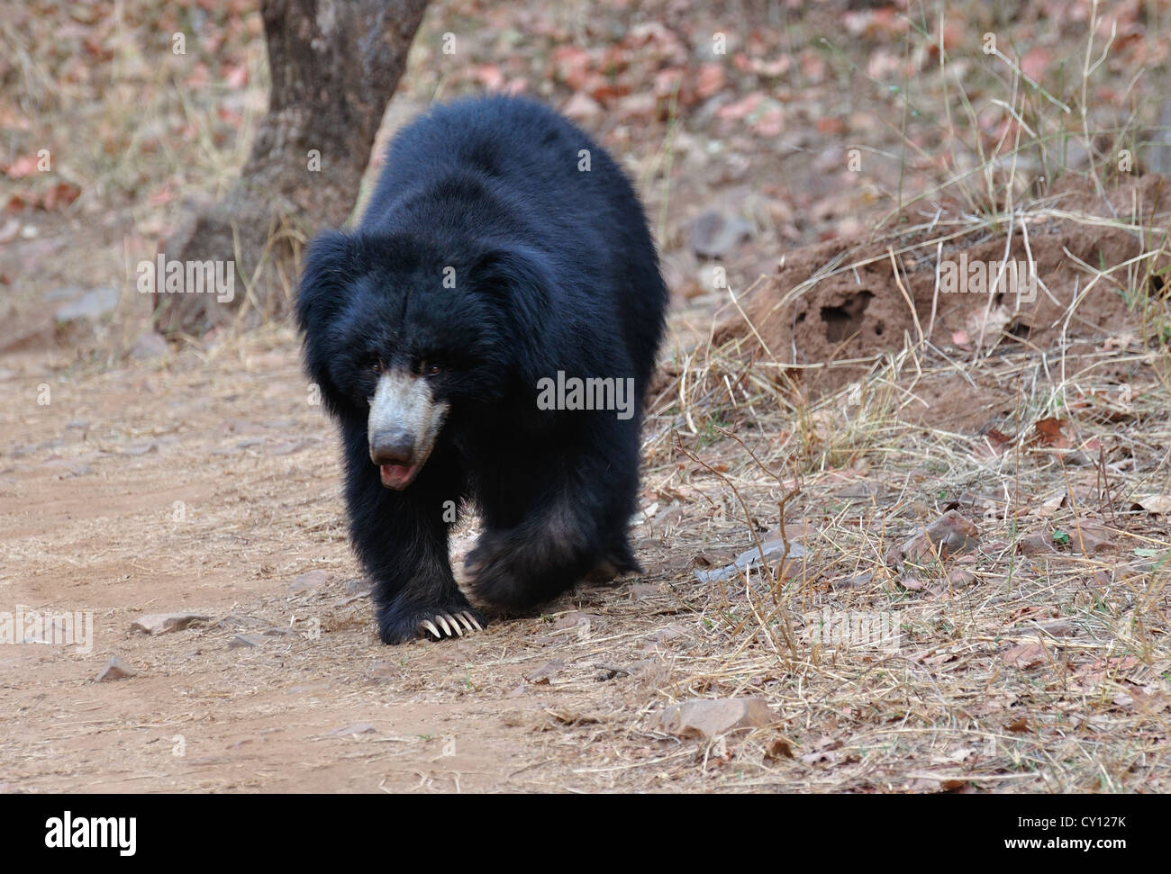 Sloth Bear Searching Food In Forests Stock Photo - Alamy