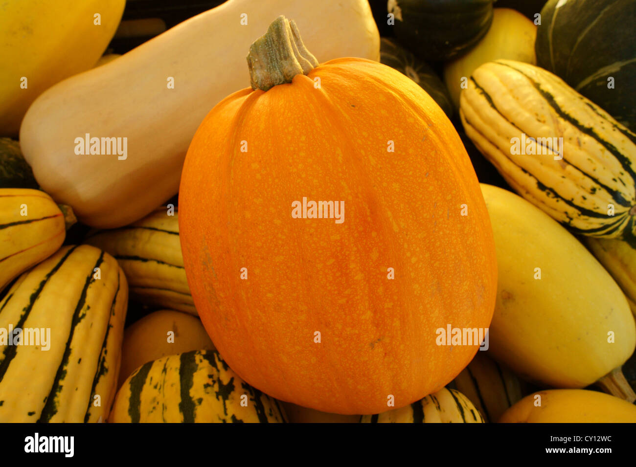 Fall pumpkin and squash Stock Photo - Alamy