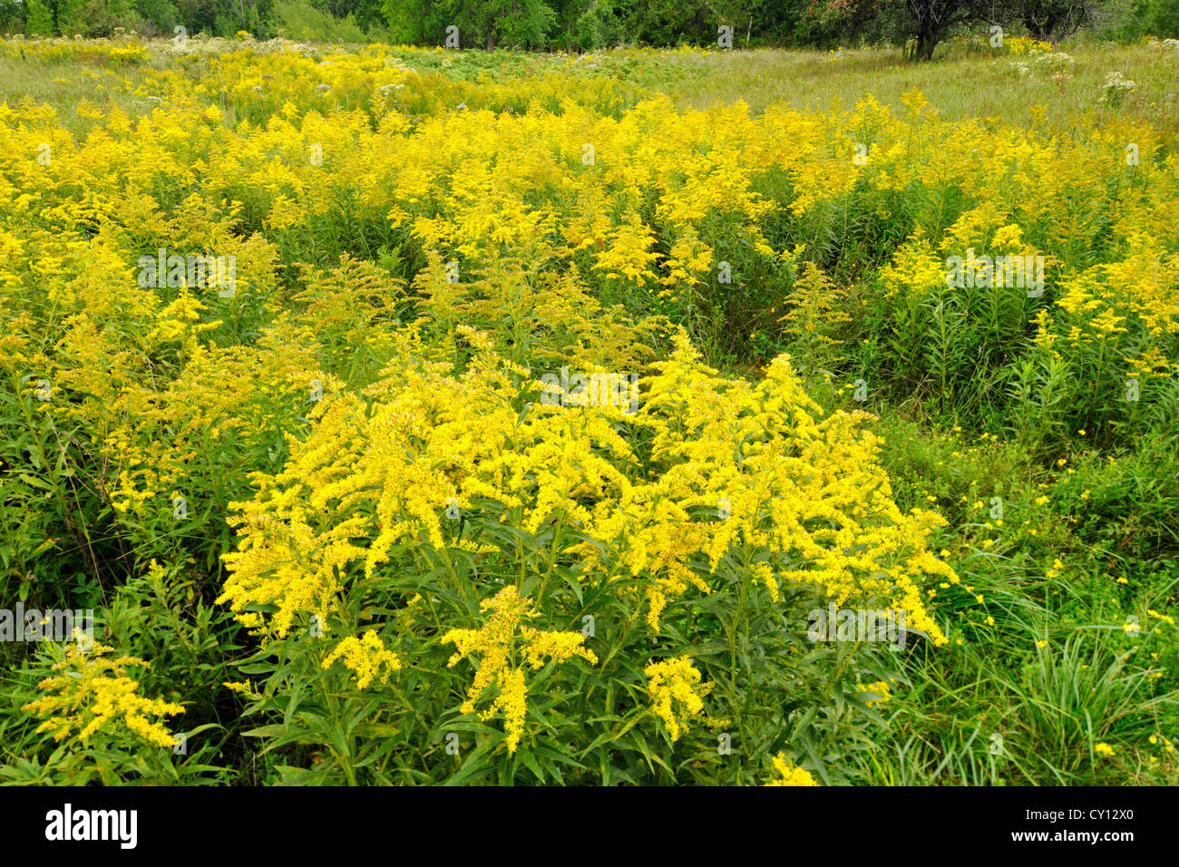 Goldenrod colonies in open field, Manitoulin Island- Kagawong, Ontario ...