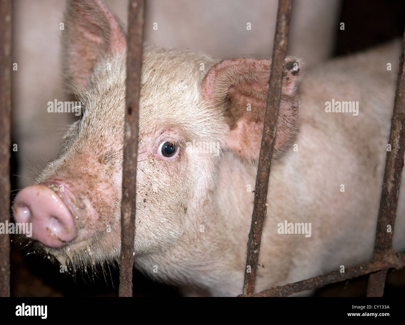 a curious pig at cage Stock Photo - Alamy