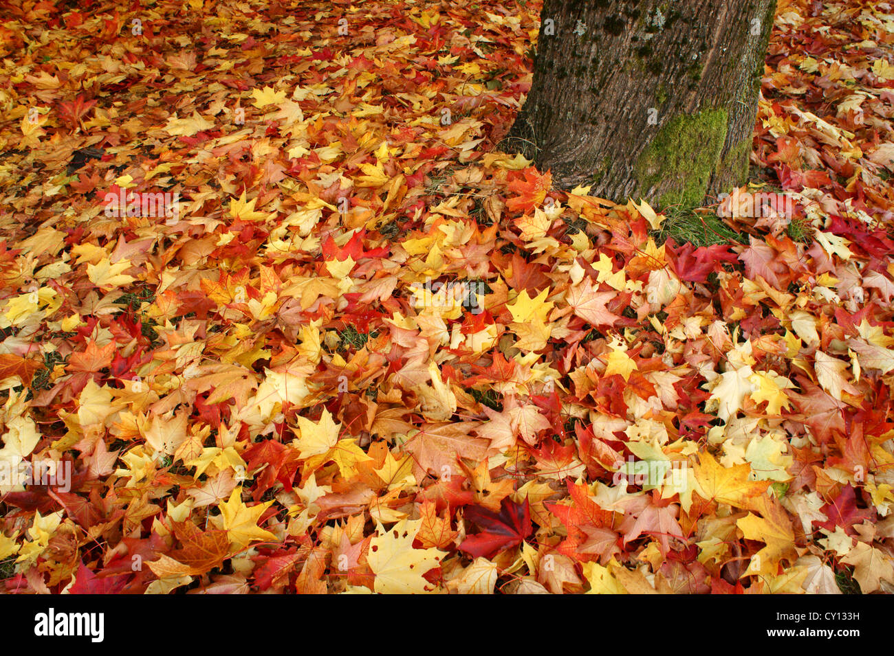 Autumn leaves surrounding the trunk of a maple tree Stock Photo - Alamy