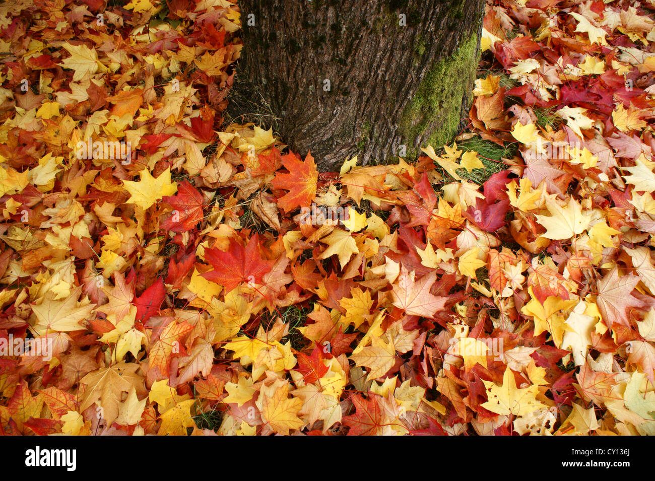 Autumn leaves surrounding the trunk of a maple tree Stock Photo - Alamy