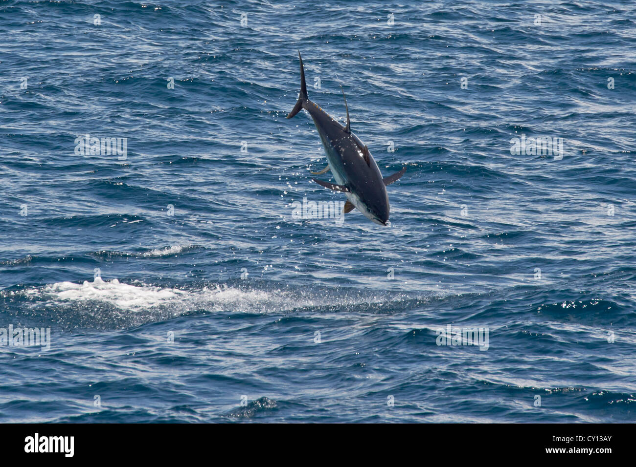 Yellowfin Tuna Jumping