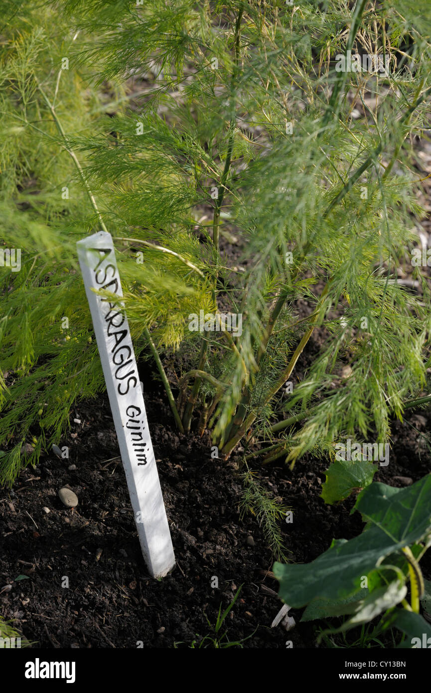 Asparagus plant with name tag Stock Photo - Alamy