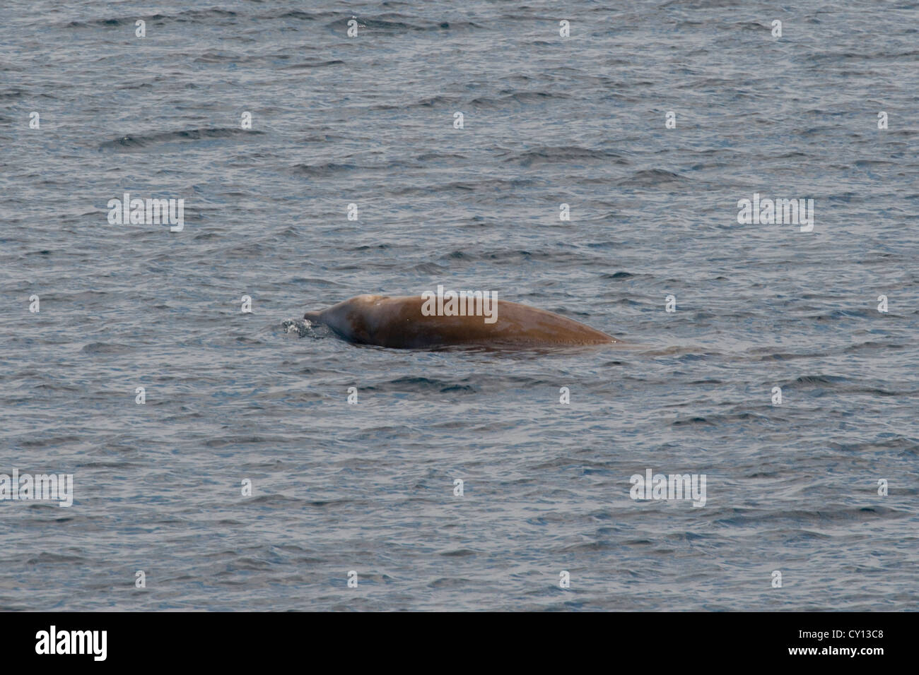Cuvier's Beaked Whale (Ziphius cavirostris), surfacing. Maldives ...