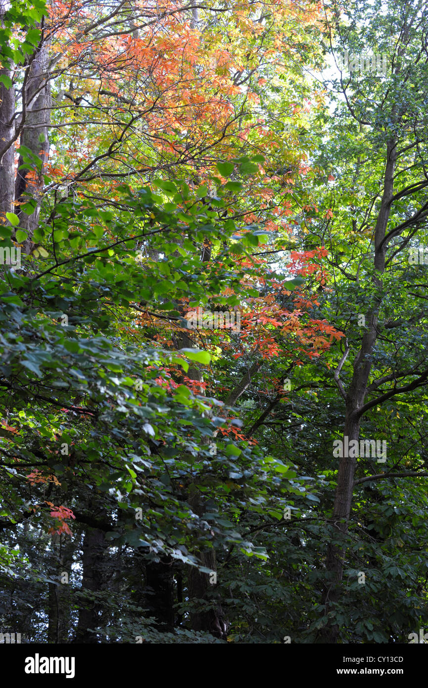 Early Autumn leaves Stock Photo - Alamy