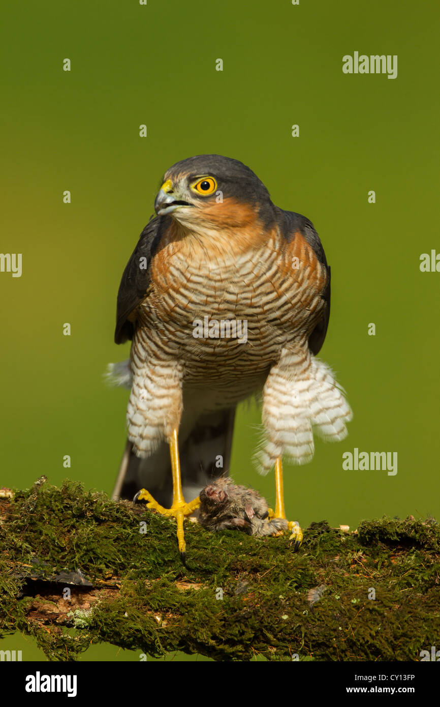 Sparrowhawk feather hi-res stock photography and images - Alamy