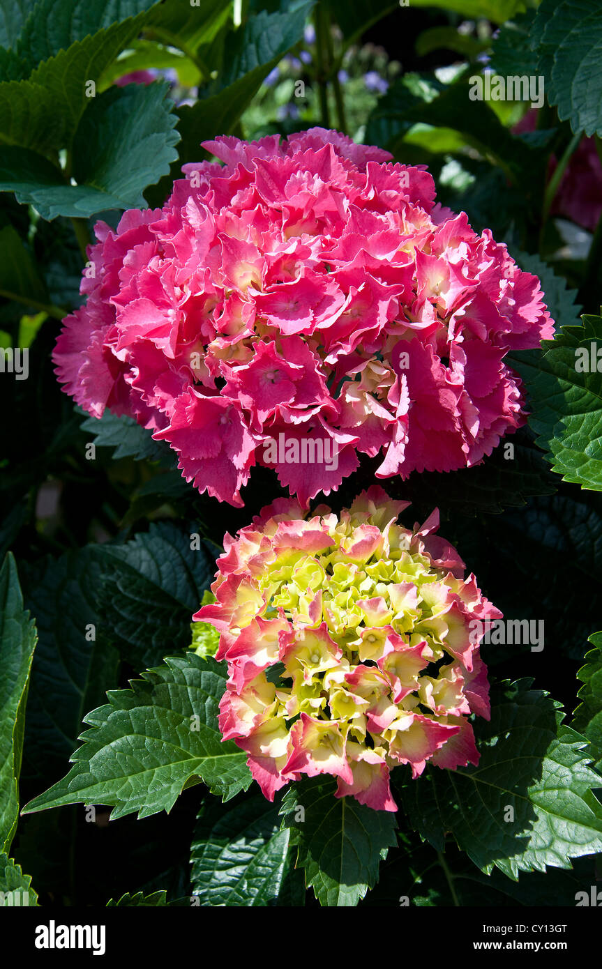 Red and yellow flowers of hydrangea in the sunny day Stock Photo - Alamy