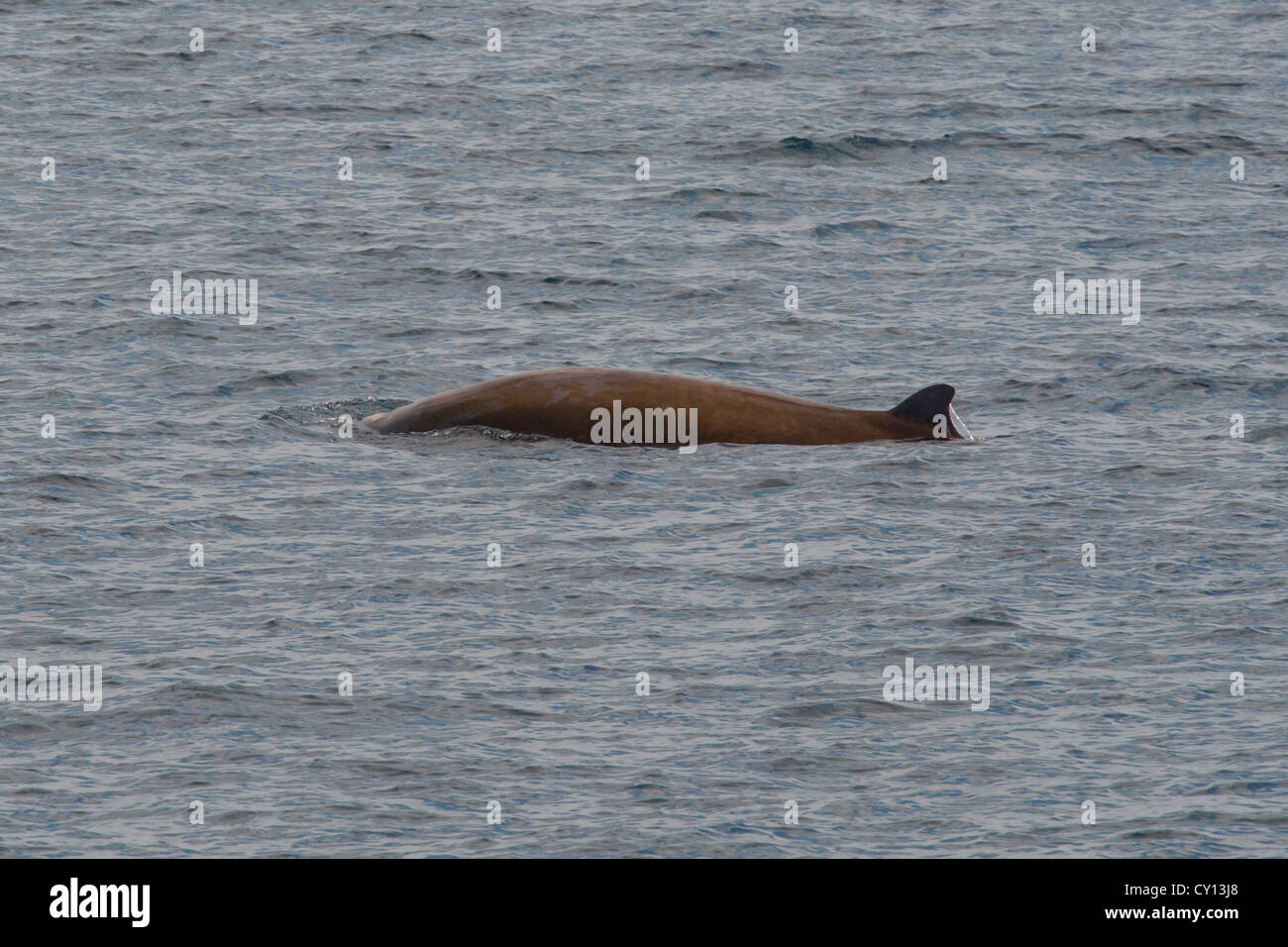 Cuvier's Beaked Whale (Ziphius cavirostris), surfacing. Maldives ...