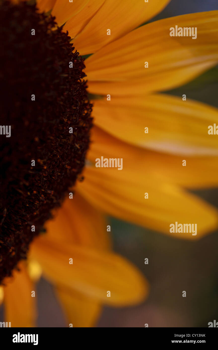 Sunflower petals detail in late summer sun with dreamy yellow colours ...