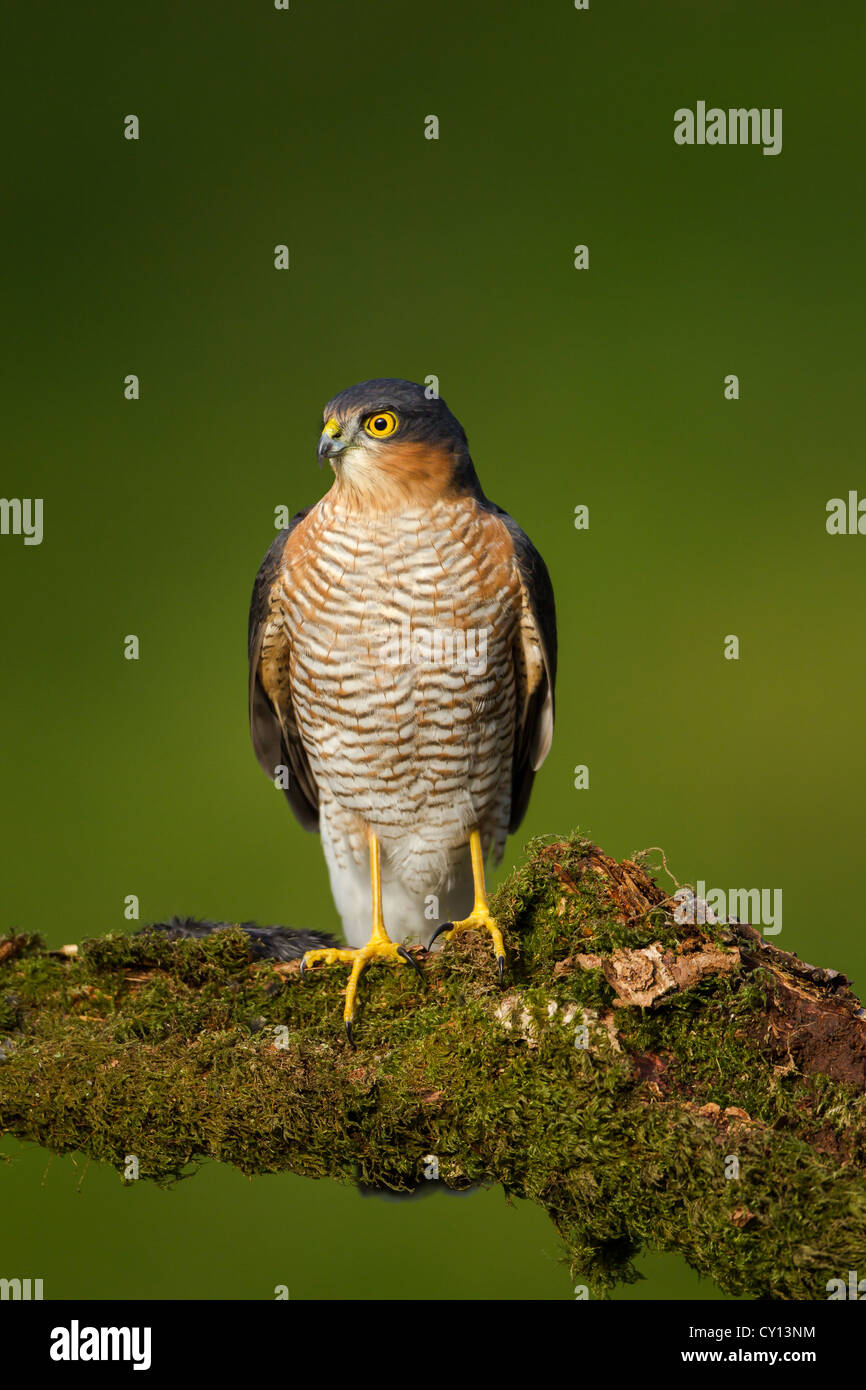 Sparrowhawk feather hi-res stock photography and images - Alamy