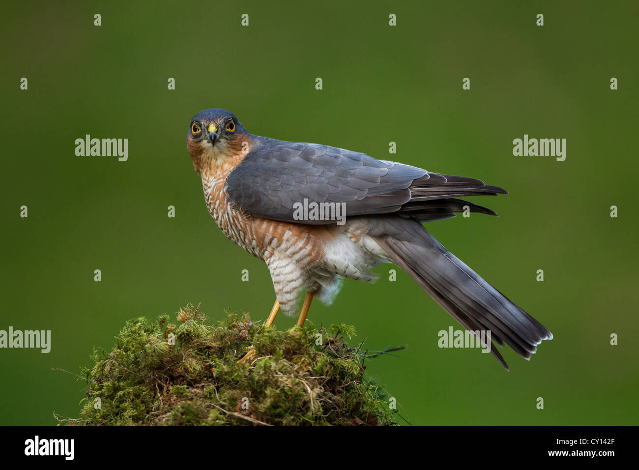 Sparrowhawk feather hi-res stock photography and images - Alamy