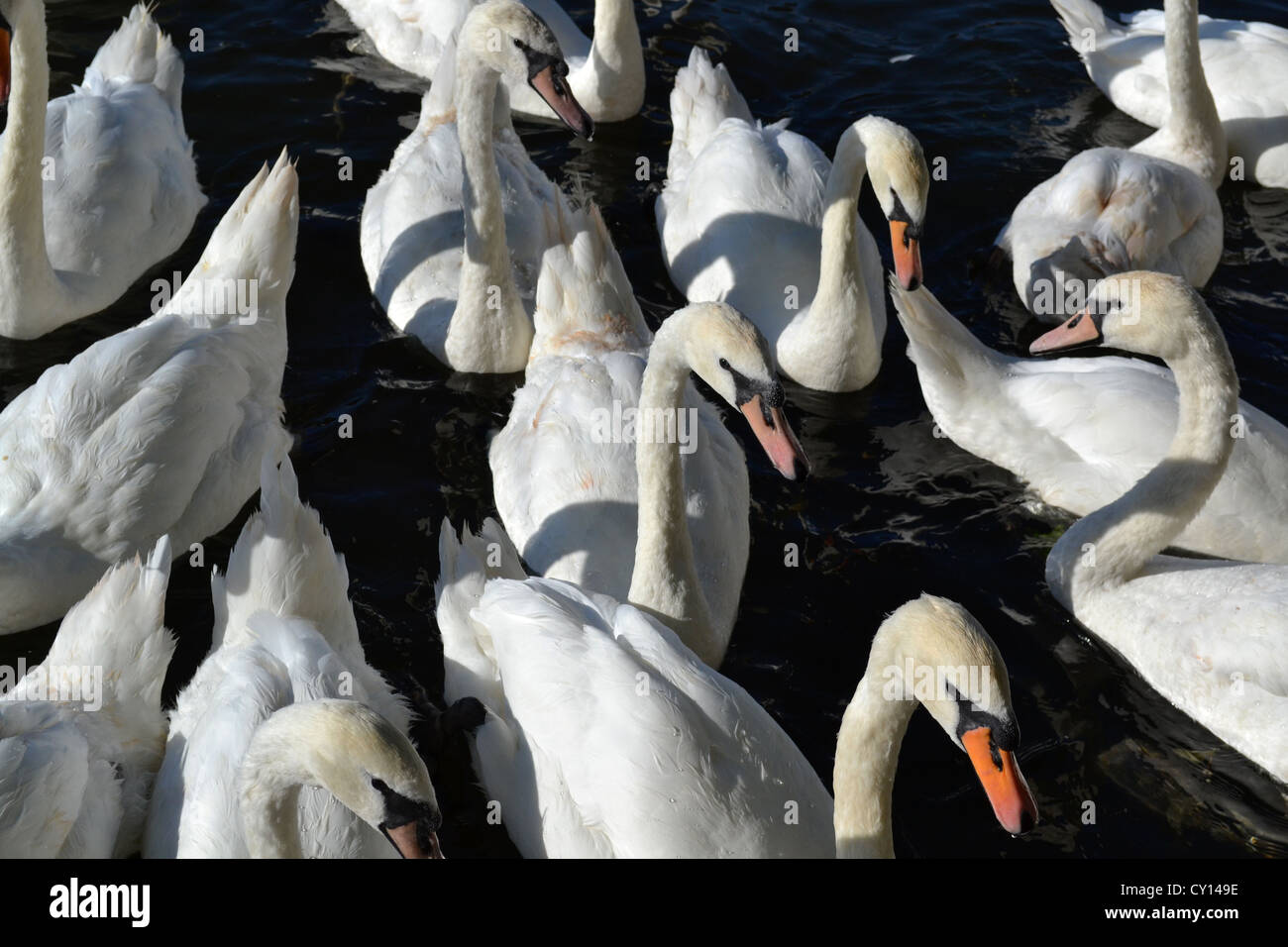 Swans river thames windsor hi-res stock photography and images - Alamy