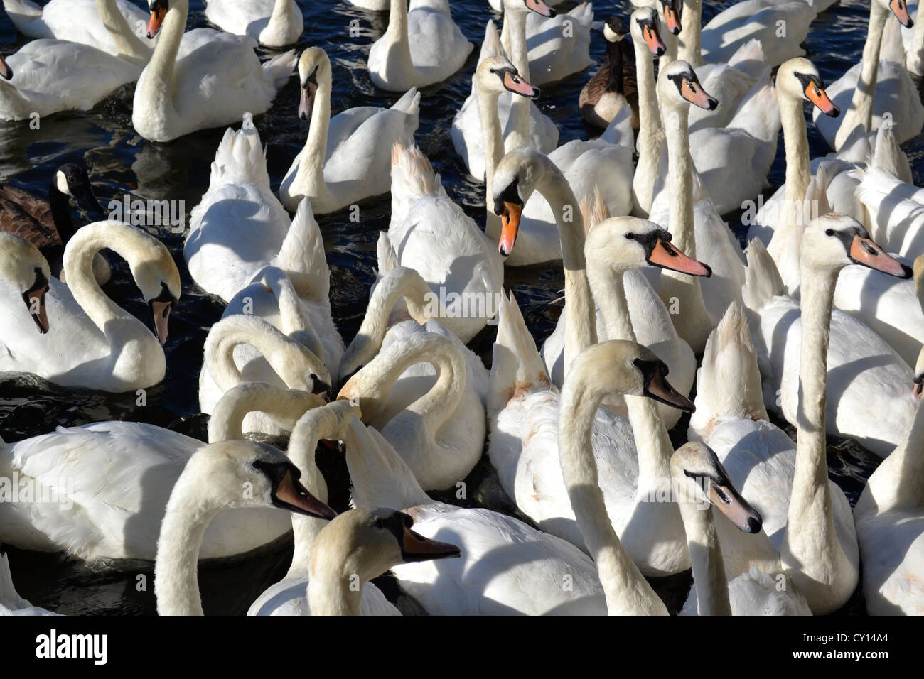 Group of Swans on River Thames, Windsor Stock Photo - Alamy