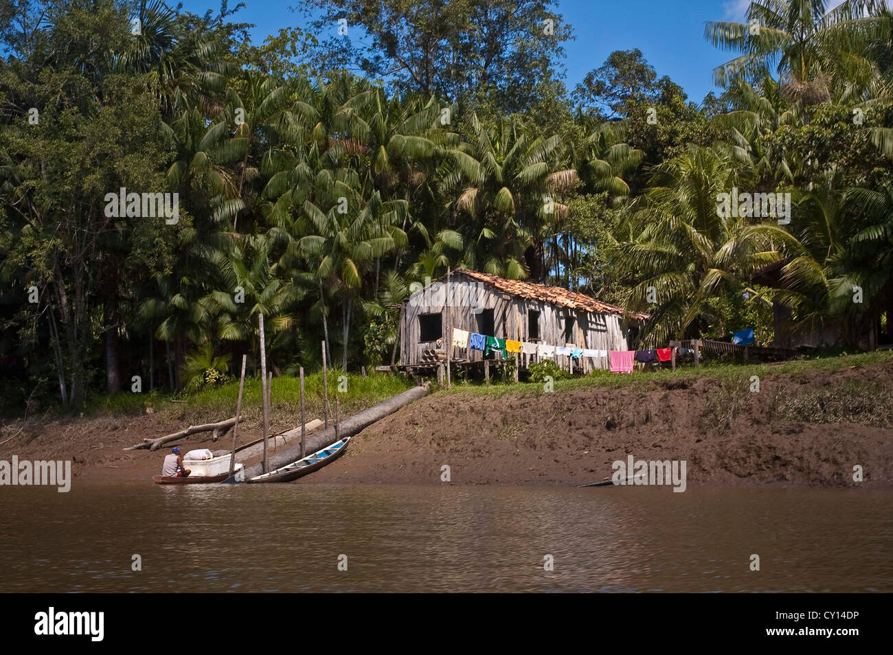 Ribeirinho house ( riverside people ), açai trees, Amapa State, Amazon ...