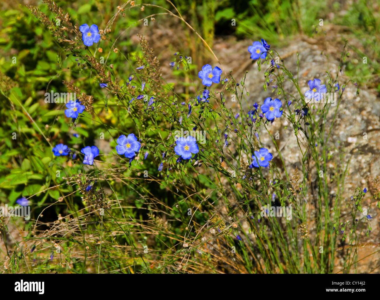 wild blue flowers at Jasper National Park Stock Photo - Alamy