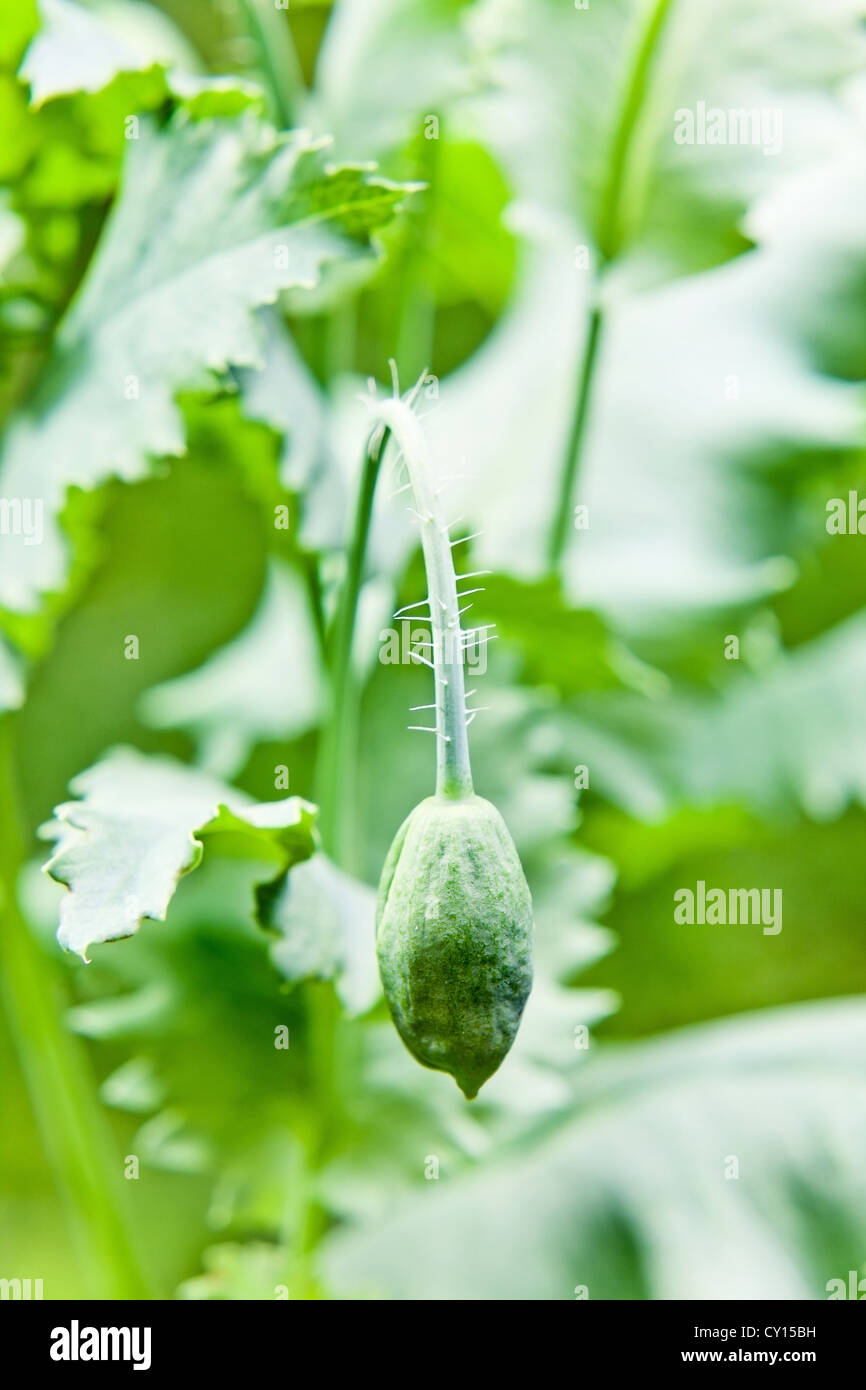 Macro poppy image hi-res stock photography and images - Alamy