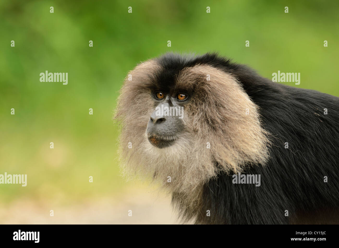 Tiger tailed monkey hi-res stock photography and images - Alamy