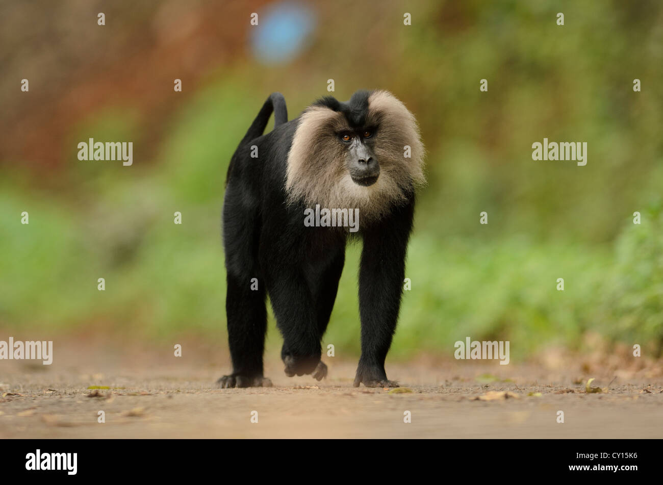 Male Lion-tailed Macaque (Macaca silenus) walking head-on on a forest ...