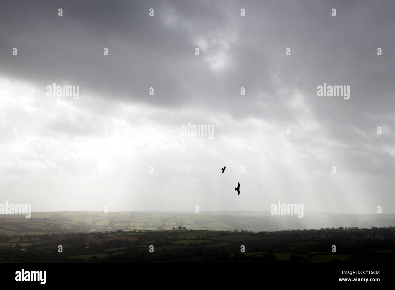 Two ravens hi-res stock photography and images - Alamy