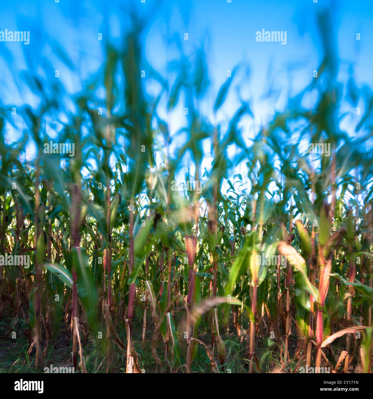 Dancing stems and leaves of corn plants in the wind Stock Photo - Alamy