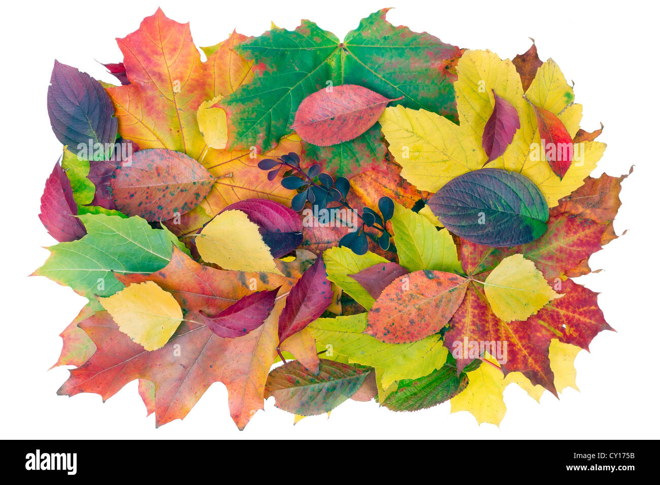 Autumn billboard banner from red yellow leaves isolated concept Stock ...