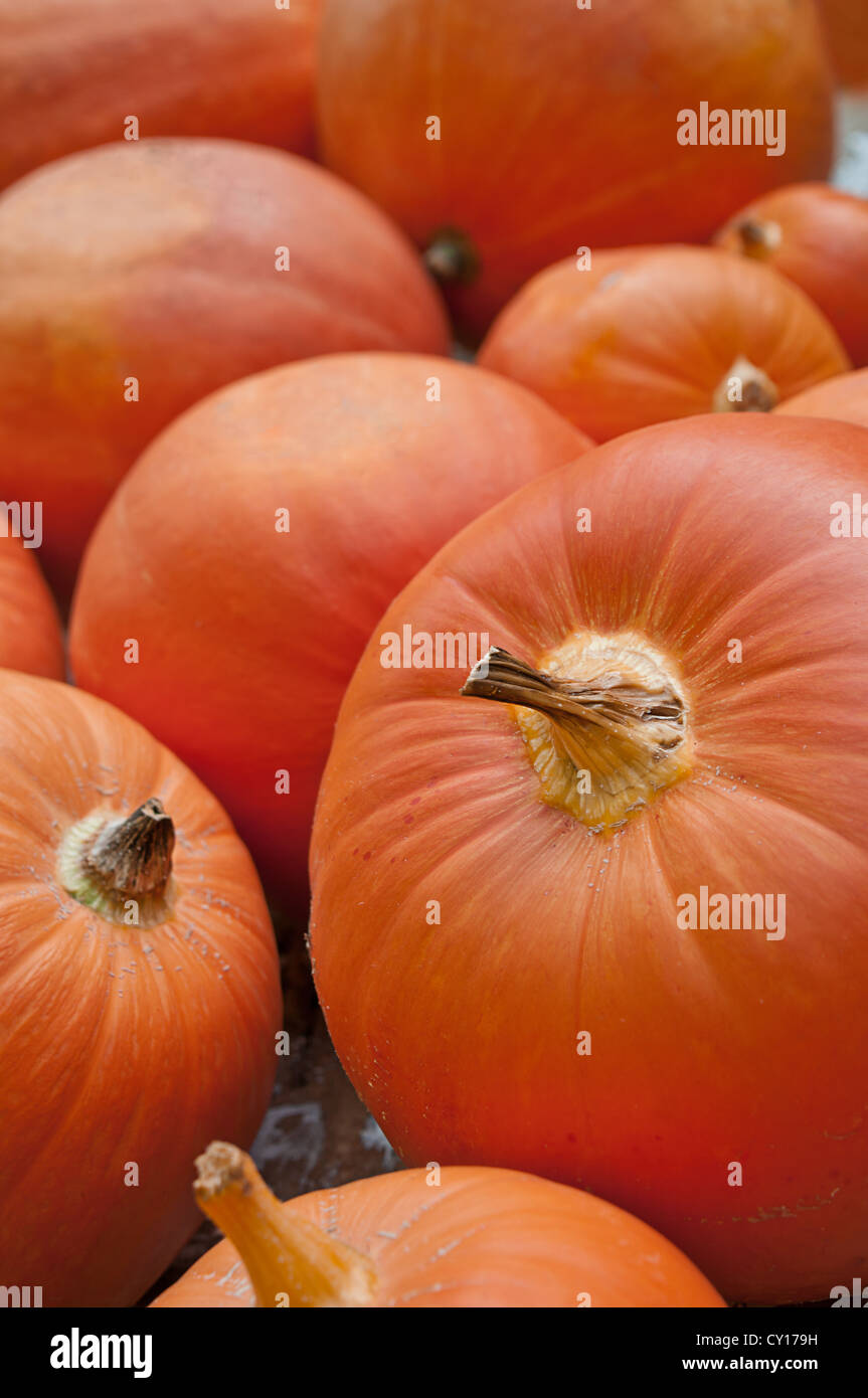 A pile of pumpkins with variable focus Stock Photo - Alamy