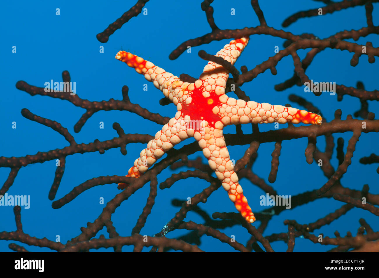 Red Mesh Starfish, Fromia monilis, Thaa Atoll, Maldives Stock Photo - Alamy
