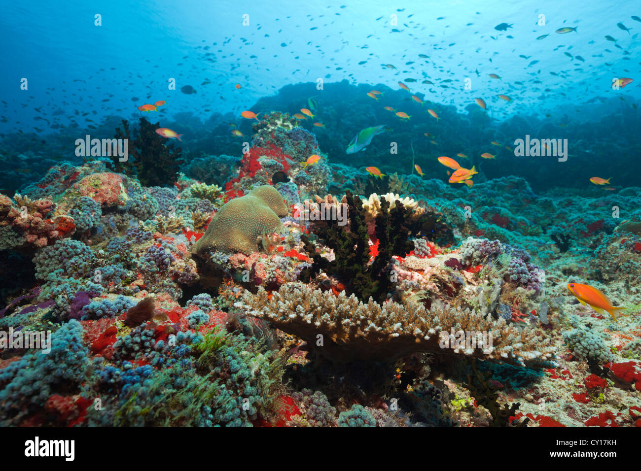 Colourful coral reefs of maldives hi-res stock photography and images ...
