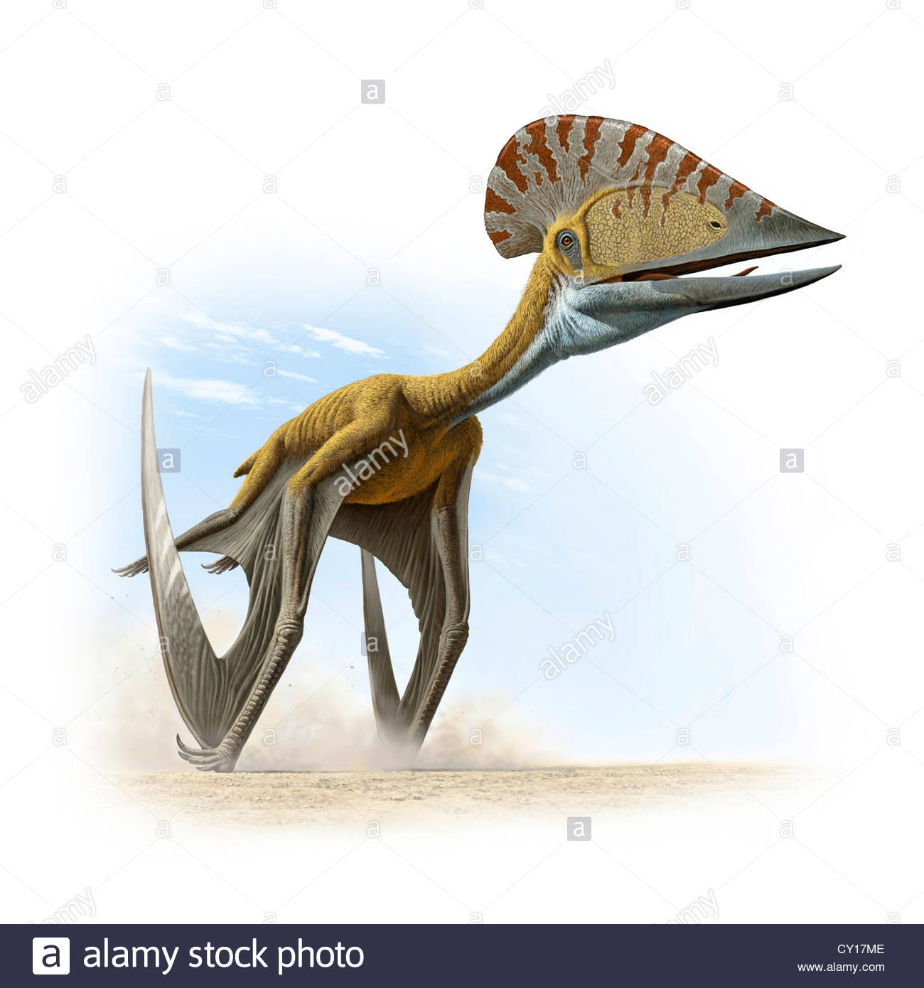 Pterosaur Stock Photos & Pterosaur Stock Images - Alamy