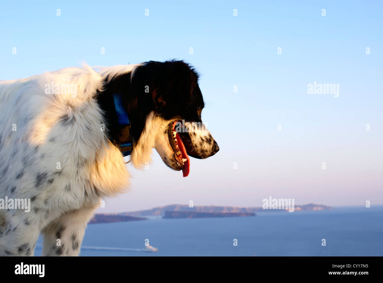 Beautiful dog looking at sunset Stock Photo - Alamy