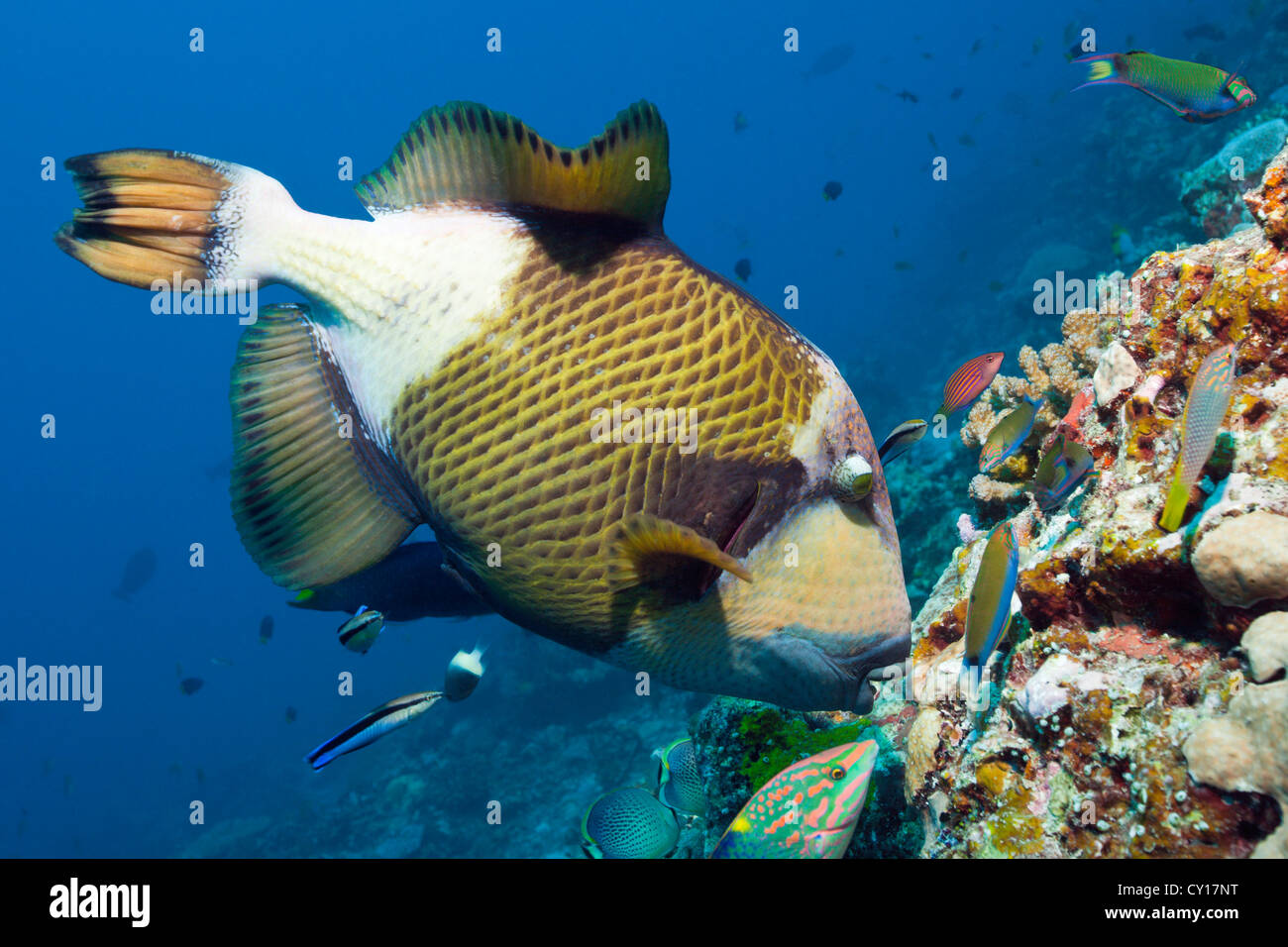 Green Giant Triggerfish, Balistoides viridescens, Thaa Atoll, Maldives ...