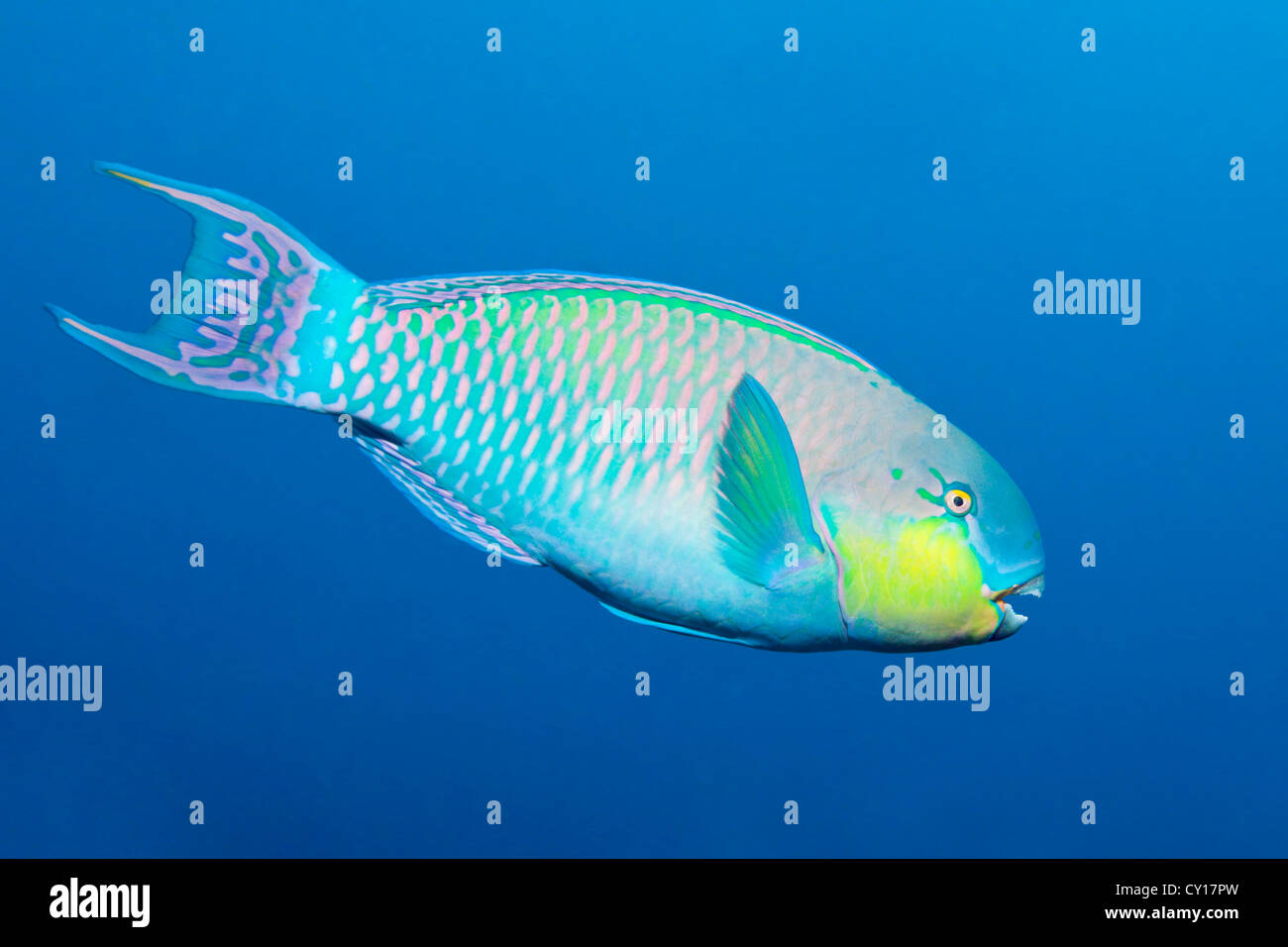 Indian ocean steephead parrotfish hi-res stock photography and images ...