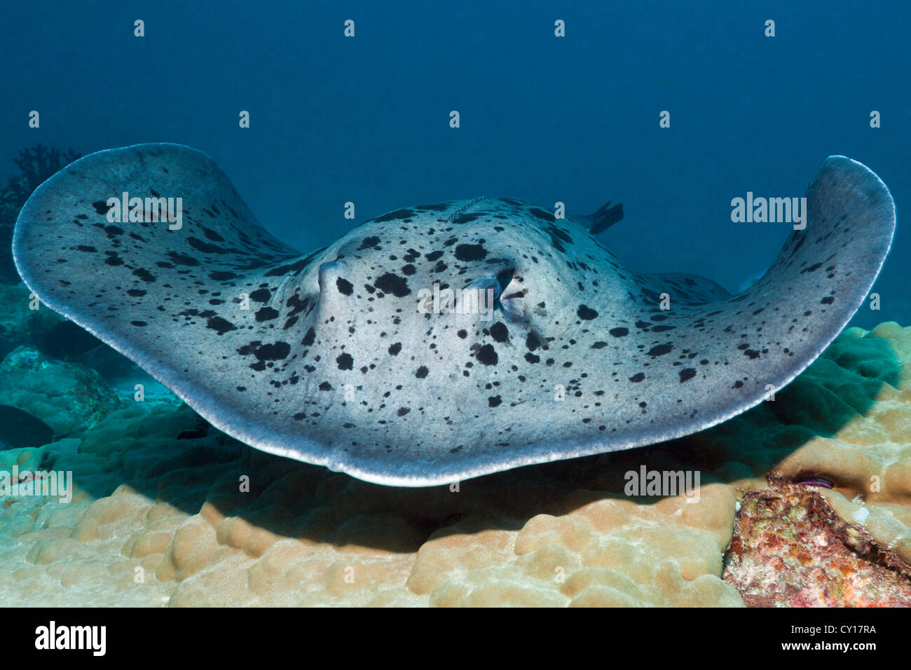 Black-spotted Stingray, Taeniura meyeni, North Male Atoll, Maldives ...