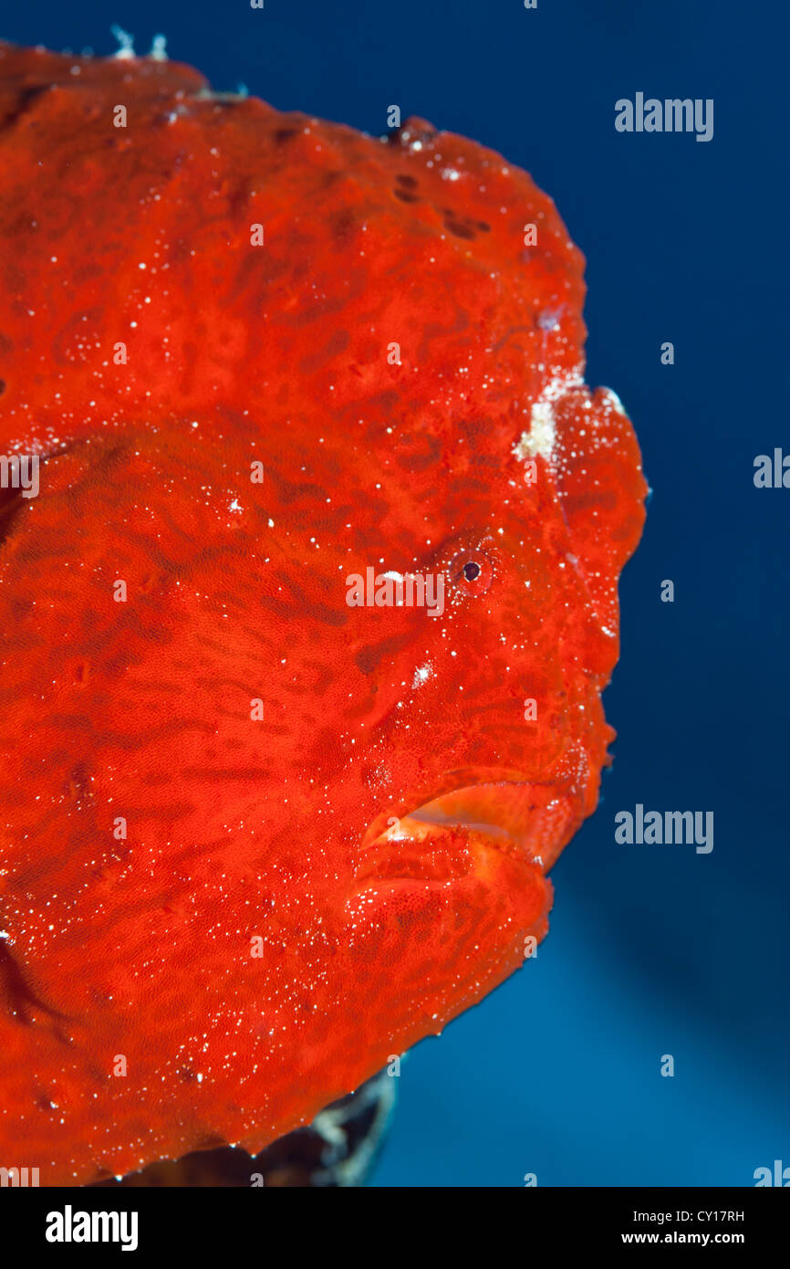 Red Giant Frogfish, Antennarius commersonii, North Male Atoll, Maldives ...