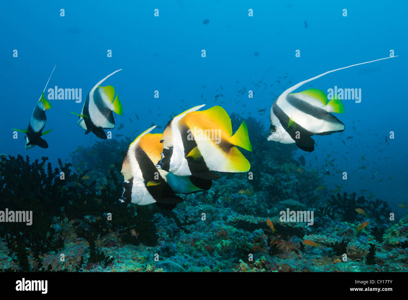 Eriyadhoo hi-res stock photography and images - Alamy