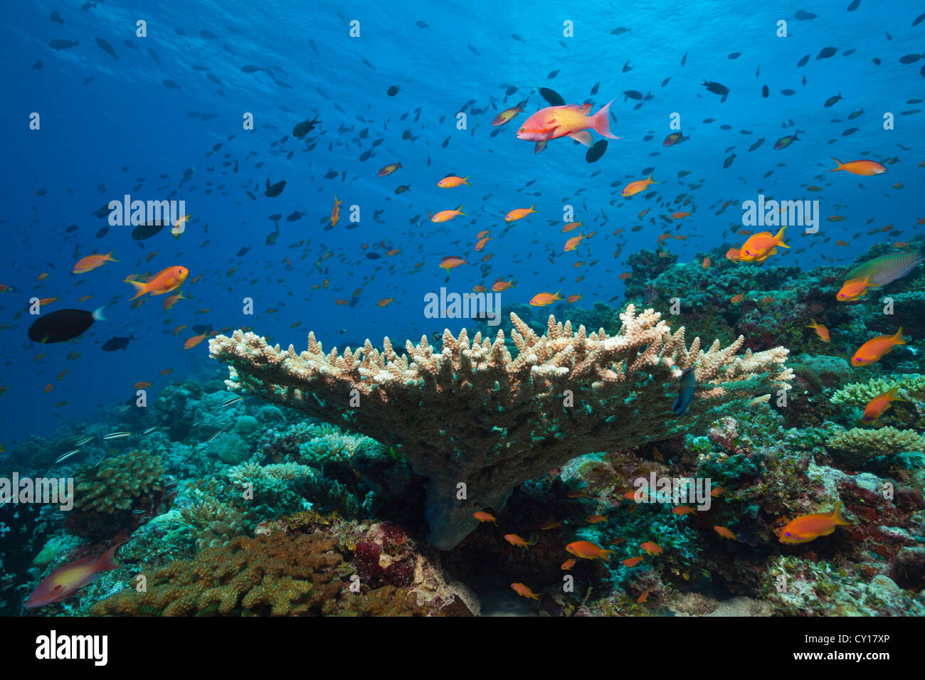 Colored Coral Reef, North Male Atoll, Maldives Stock Photo - Alamy