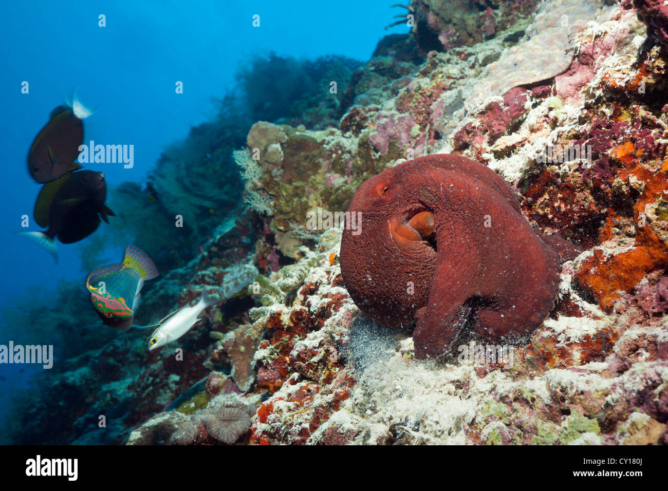 Octopus search for Food, Thaa Atoll, Maldives Stock Photo - Alamy