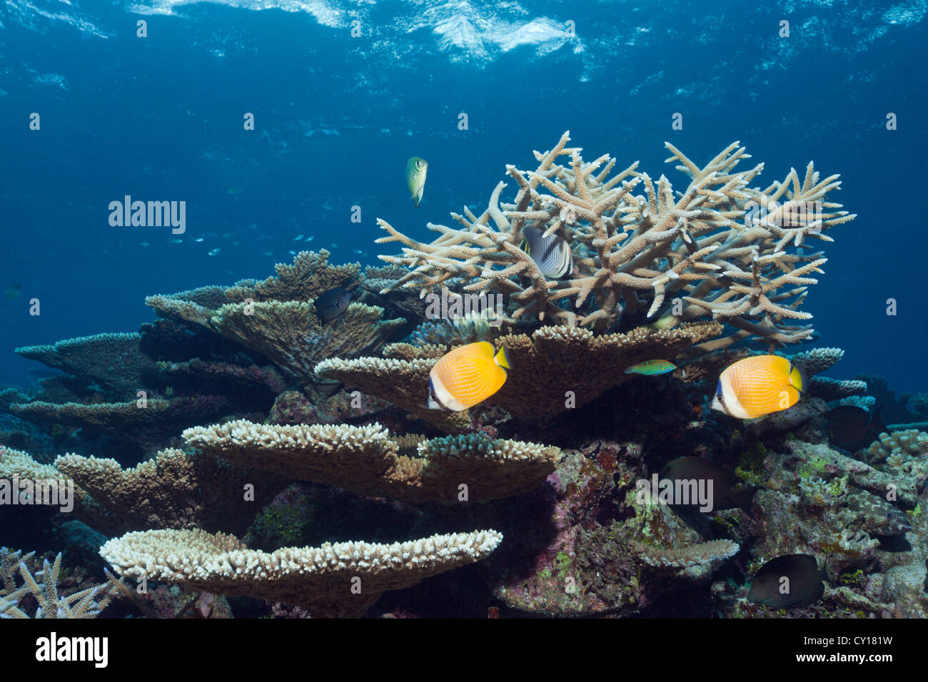 Andbranching hi-res stock photography and images - Alamy
