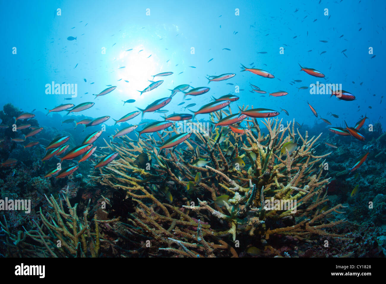 School of neon fusilier fishes hi-res stock photography and images - Alamy