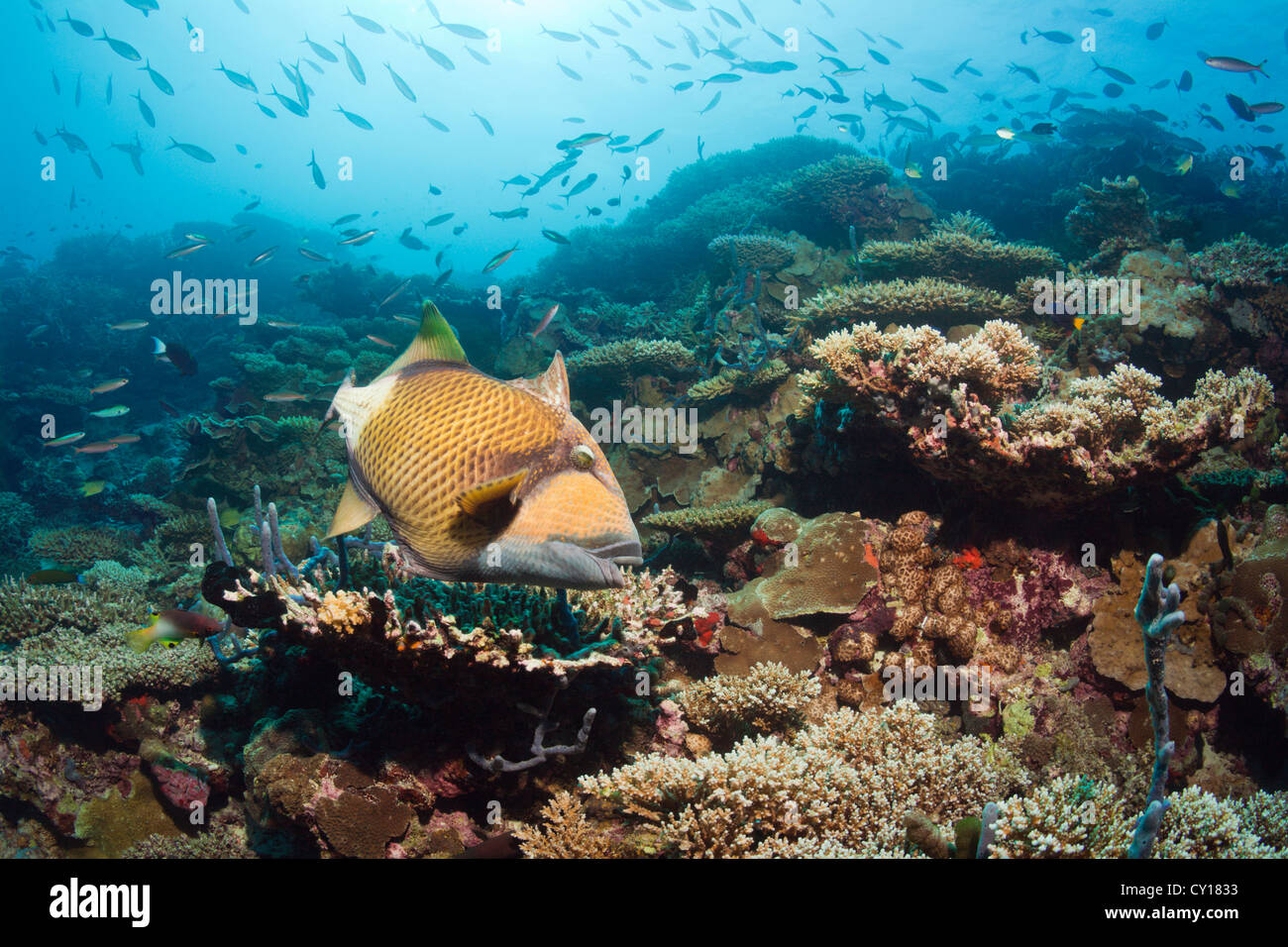 Green Giant Triggerfish, Balistoides viridescens, North Male Atoll ...